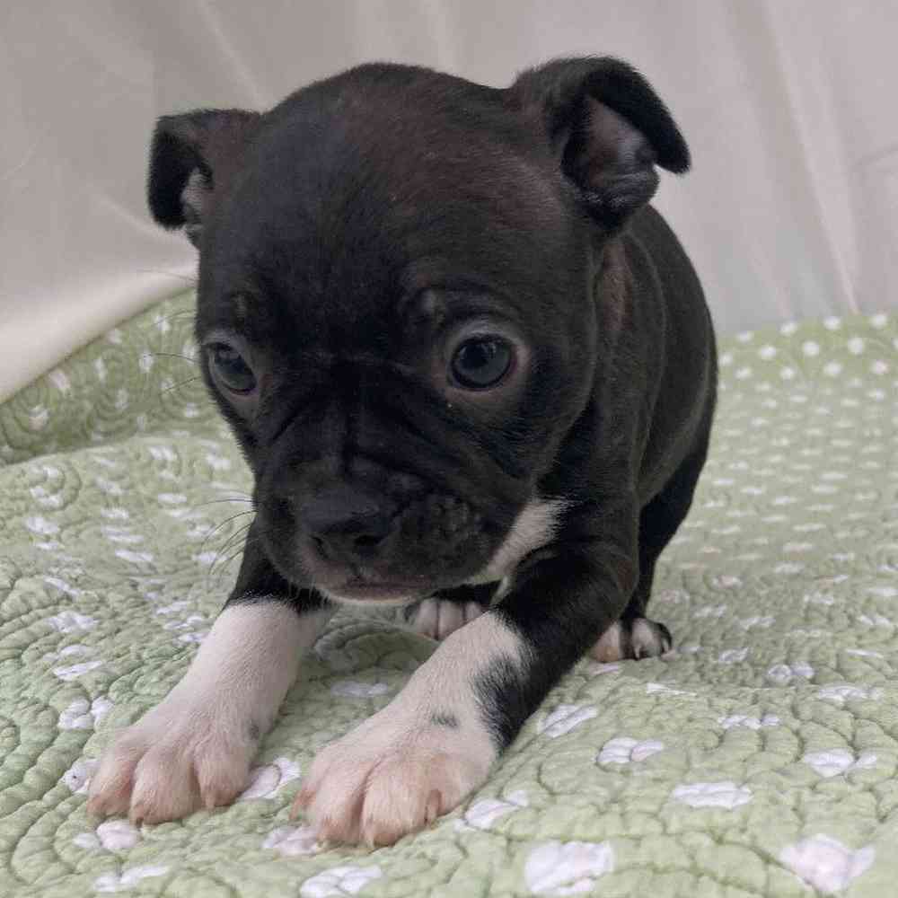 Brat Terrier Puppies for sale - TDKennels