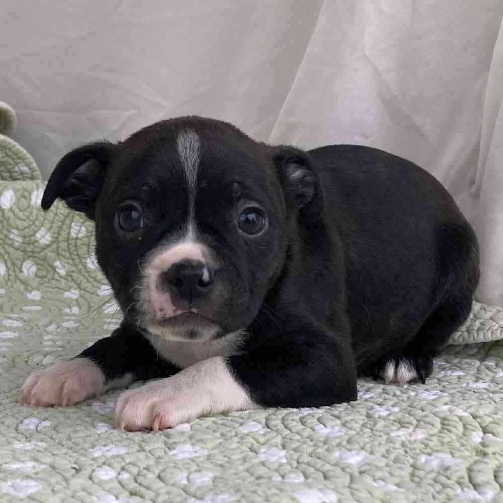 Brat Terrier Puppies for sale - TDKennels