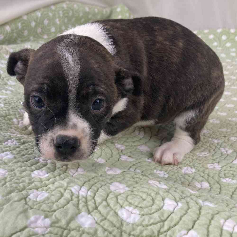 Brat Terrier Puppies for sale - TDKennels