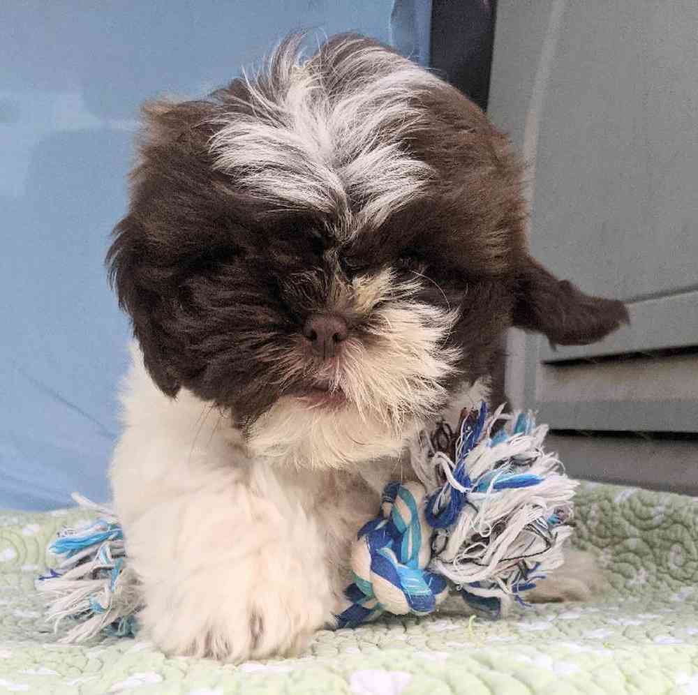 Puppy for Sale - TDKennels