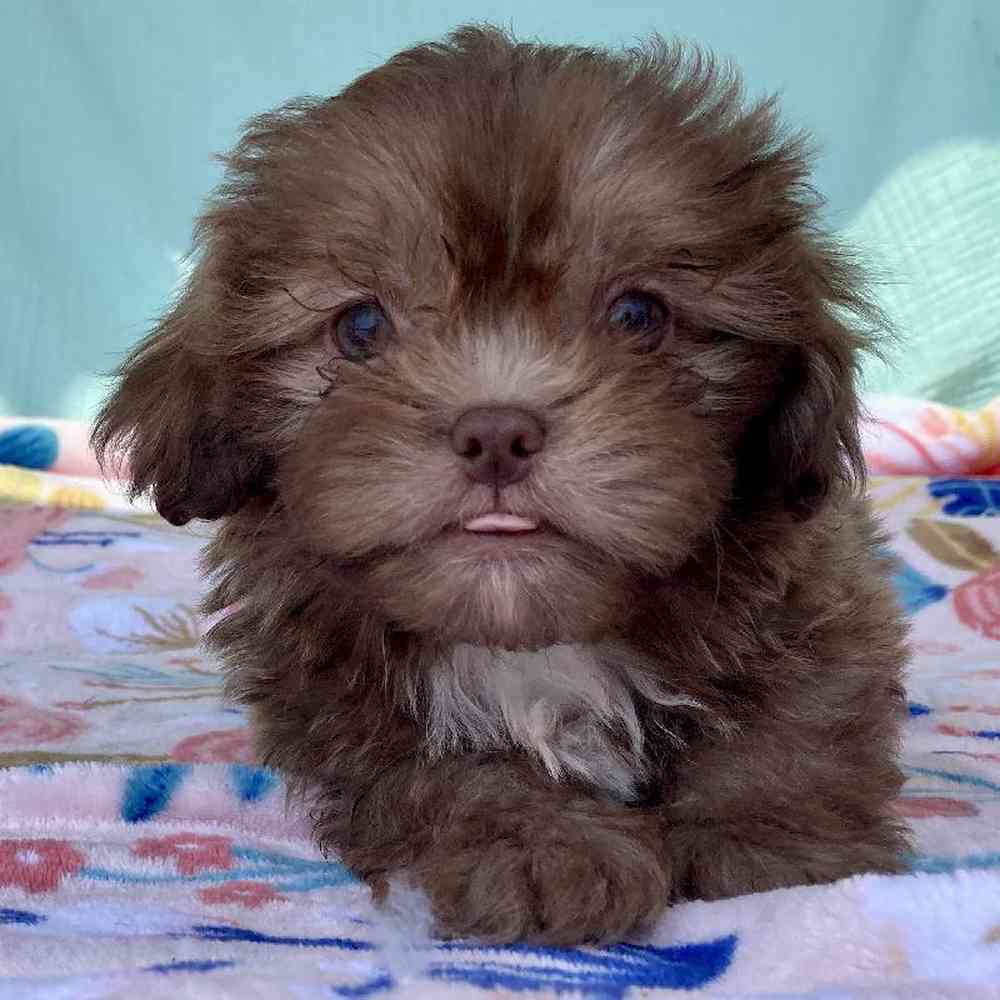 Peke-a-poo Puppies for sale - TDKennels