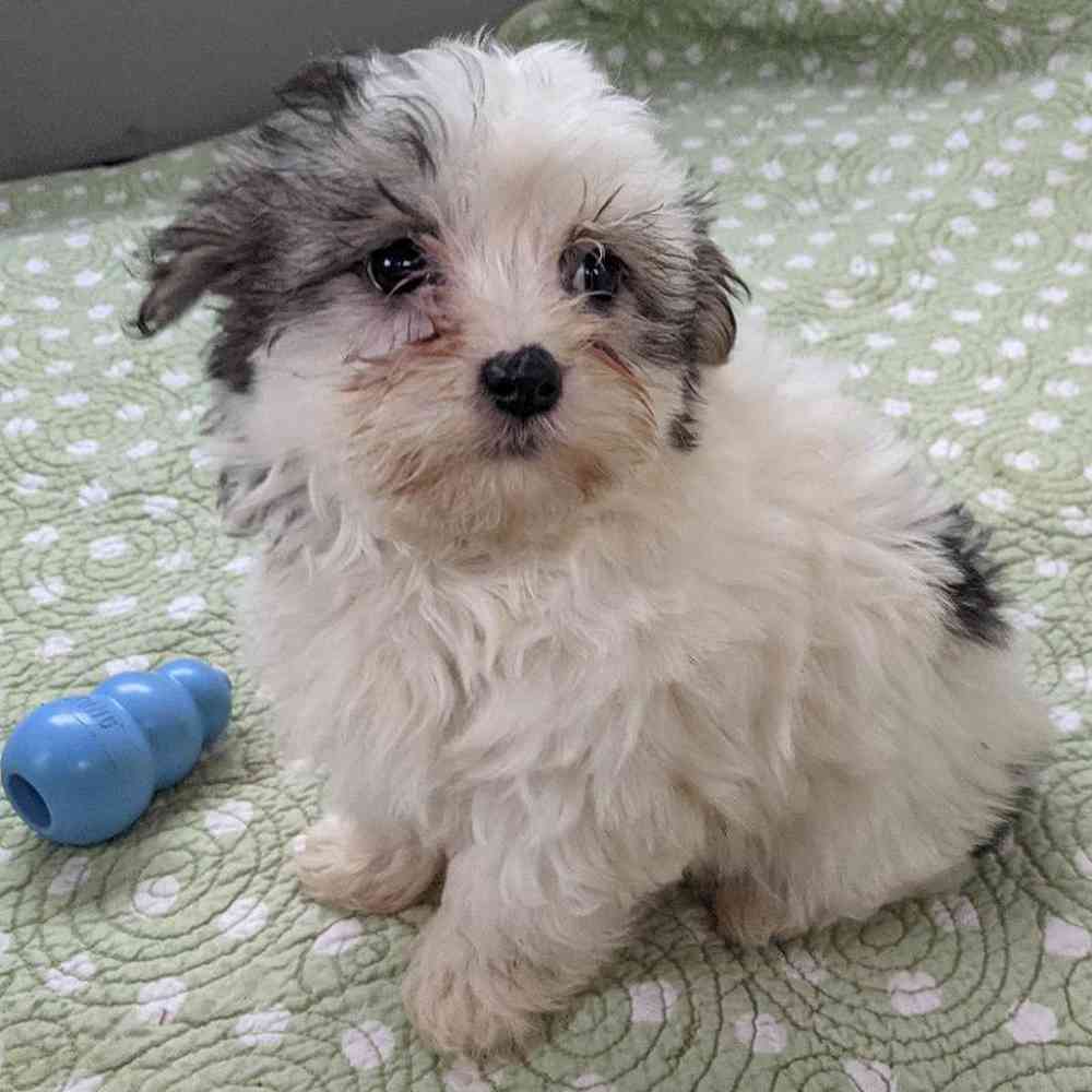 Mini Walrus Puppies for sale - TDKennels