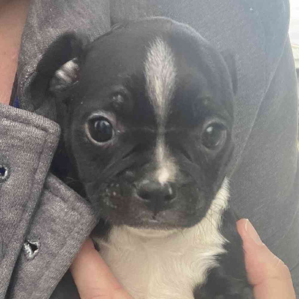 Brat Terrier Puppies for sale - TDKennels