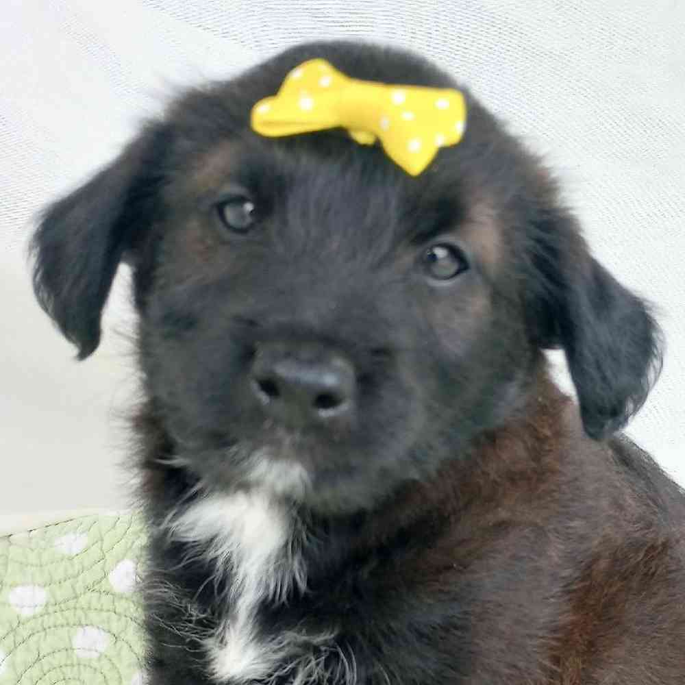 Welcome to Anthony's Puppies | Anthony's Puppies